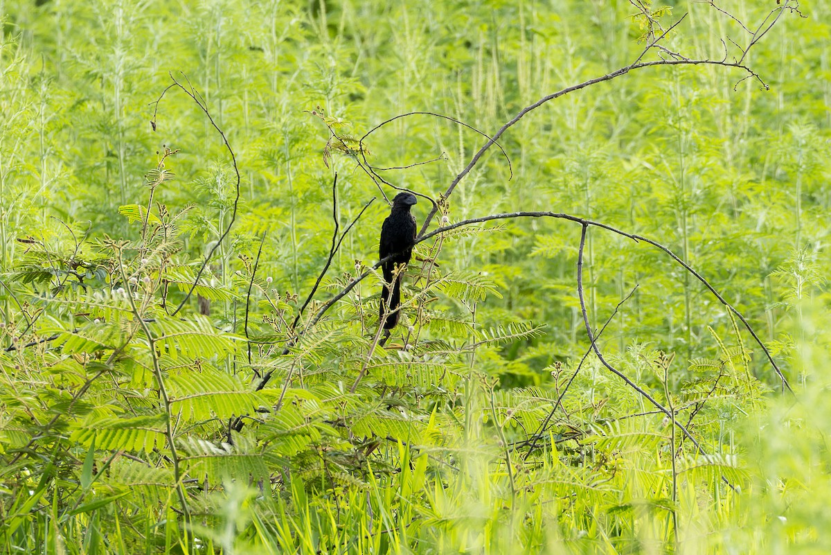 eBird Checklist - 25 Mar 2023 - Coto 47--Puente Negro, Colorado River ...