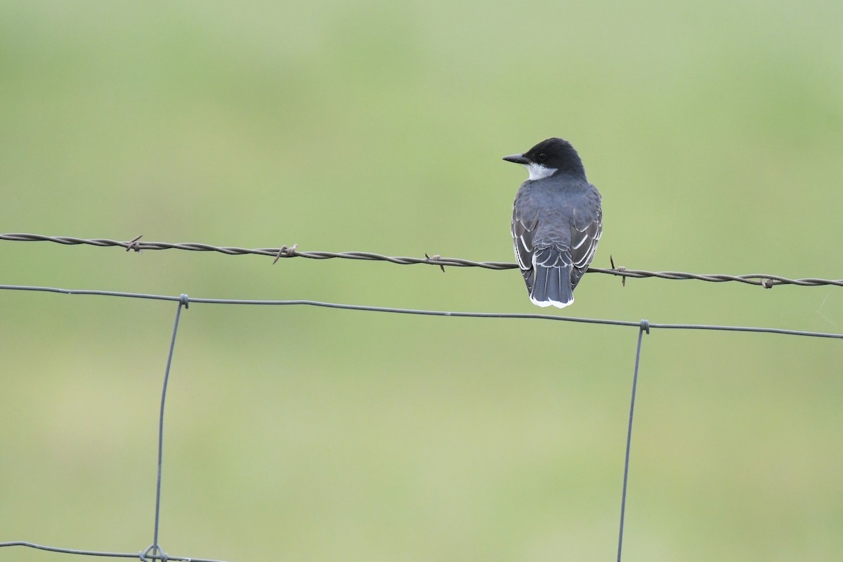 eBird Checklist - 6 May 2023 - 7415 Hudspeth Road, Bryan, Texas, US (30 ...