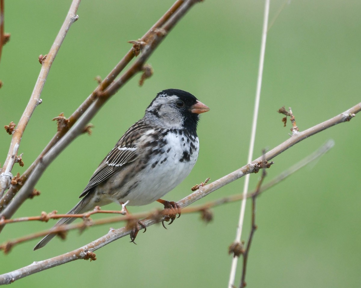 eBird Checklist - 6 May 2023 - Muskrat Lake - 21 species