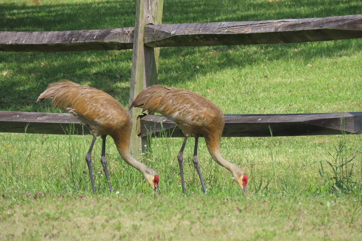 eBird Checklist - 6 May 2023 - Loxahatchee NWR - 39 species