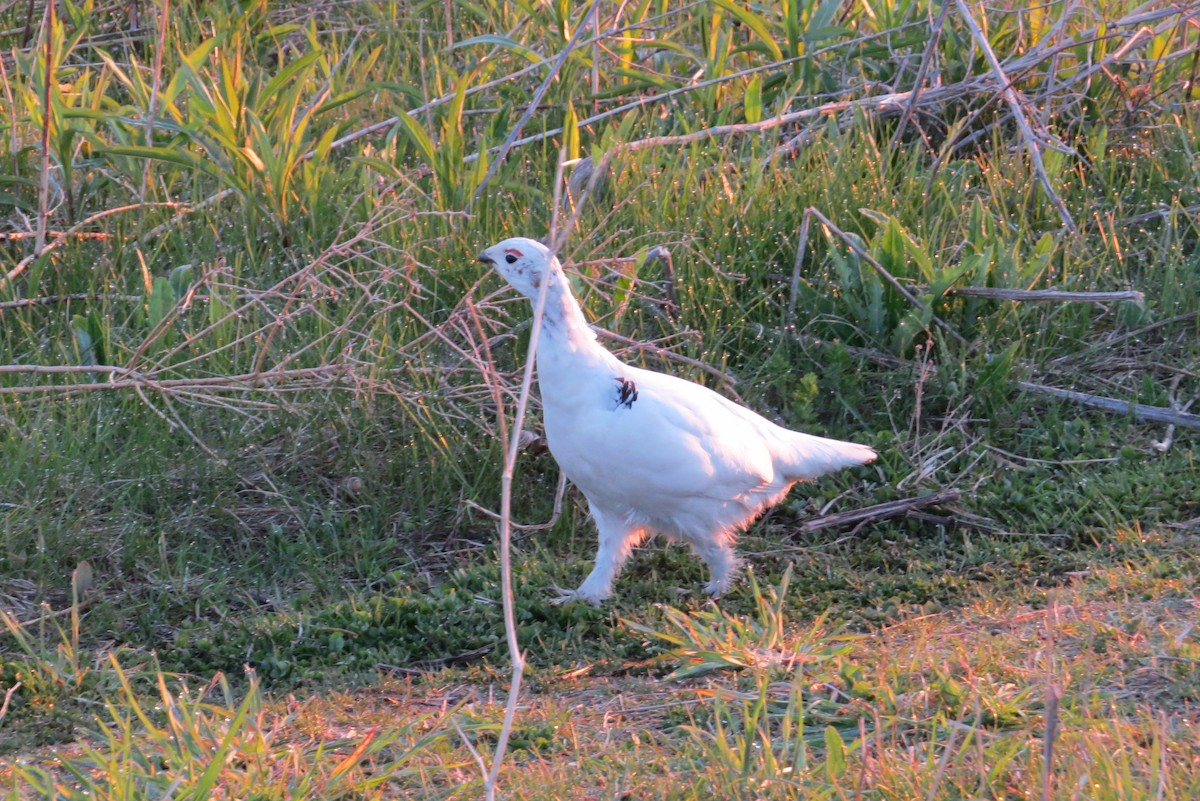 eBird Checklist - 6 May 2023 - Port Stanley Berm - 1 species