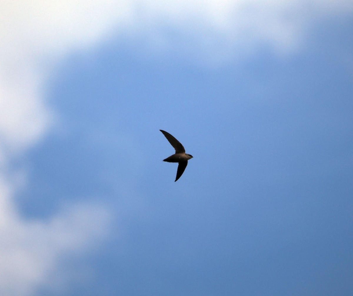 eBird Checklist - 6 May 2023 - Shawnee SP--Turkey Creek Lake and Lodge - 22 species