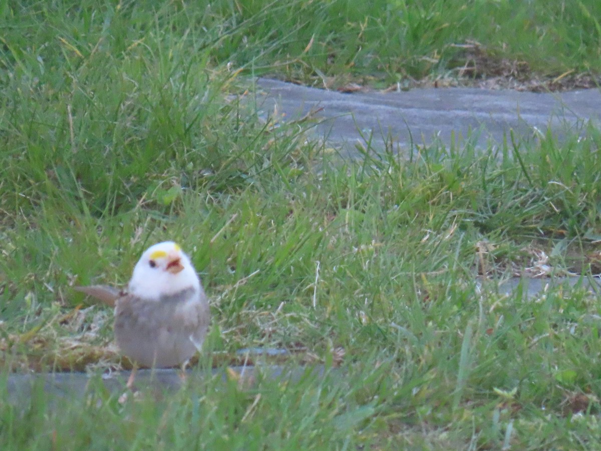 eBird Checklist - 7 May 2023 - My Home - 1 species