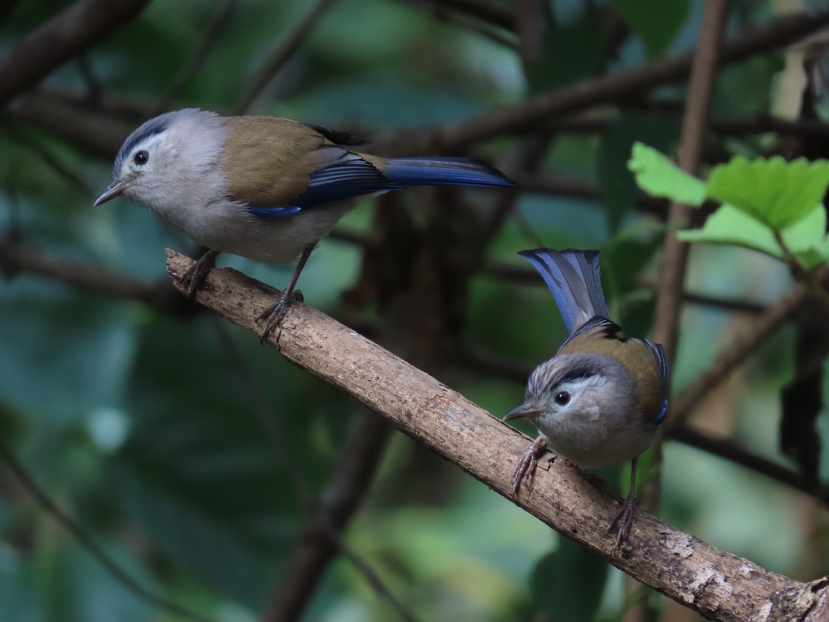 ML568217051 - Blue-winged Minla - Macaulay Library