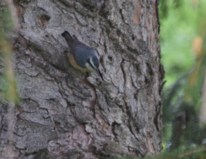 ML568280071 - Red-breasted Nuthatch - Macaulay Library