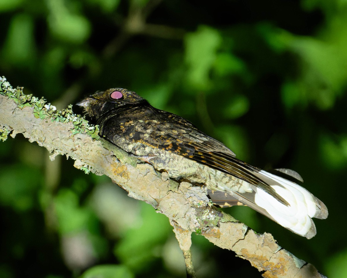 eBird Checklist - 7 May 2023 - Pine Log WMA - 61 species