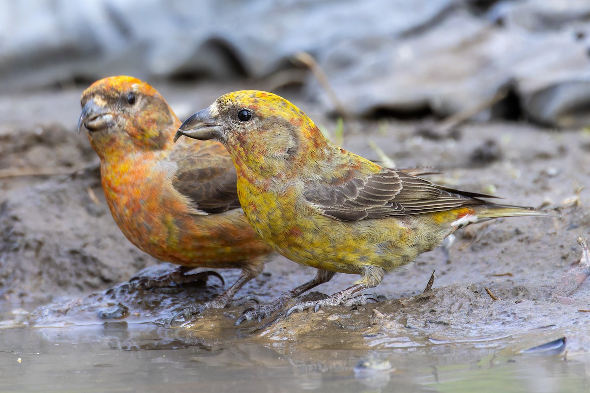 ML568847051 - Red Crossbill - Macaulay Library