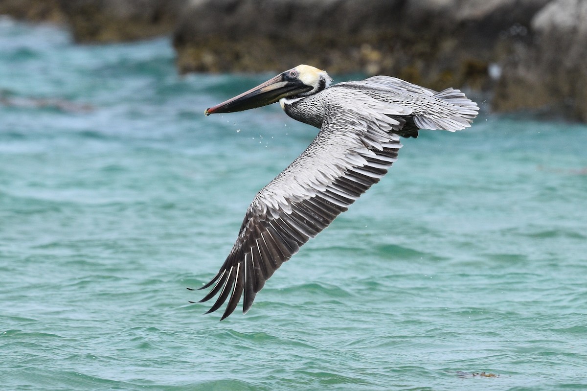 eBird Checklist - 8 May 2023 - Shelly Bay - 11 species