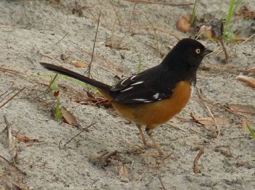 Eastern Towhee (White-eyed) - eBird