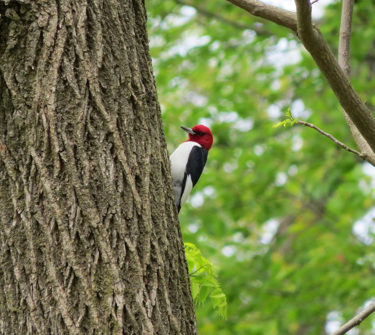 eBird Checklist - 9 May 2023 - New Jersey Audubon Hariton Sanctuary - 1 ...