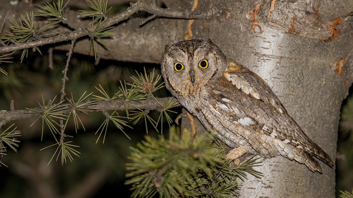 ML569439941 - Eurasian Scops-Owl - Macaulay Library