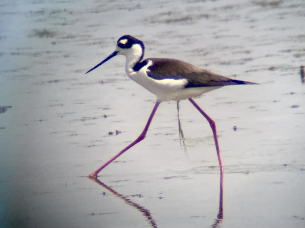 eBird Checklist - 9 May 2023 - Rock Springs Conservation Area, Decatur ...