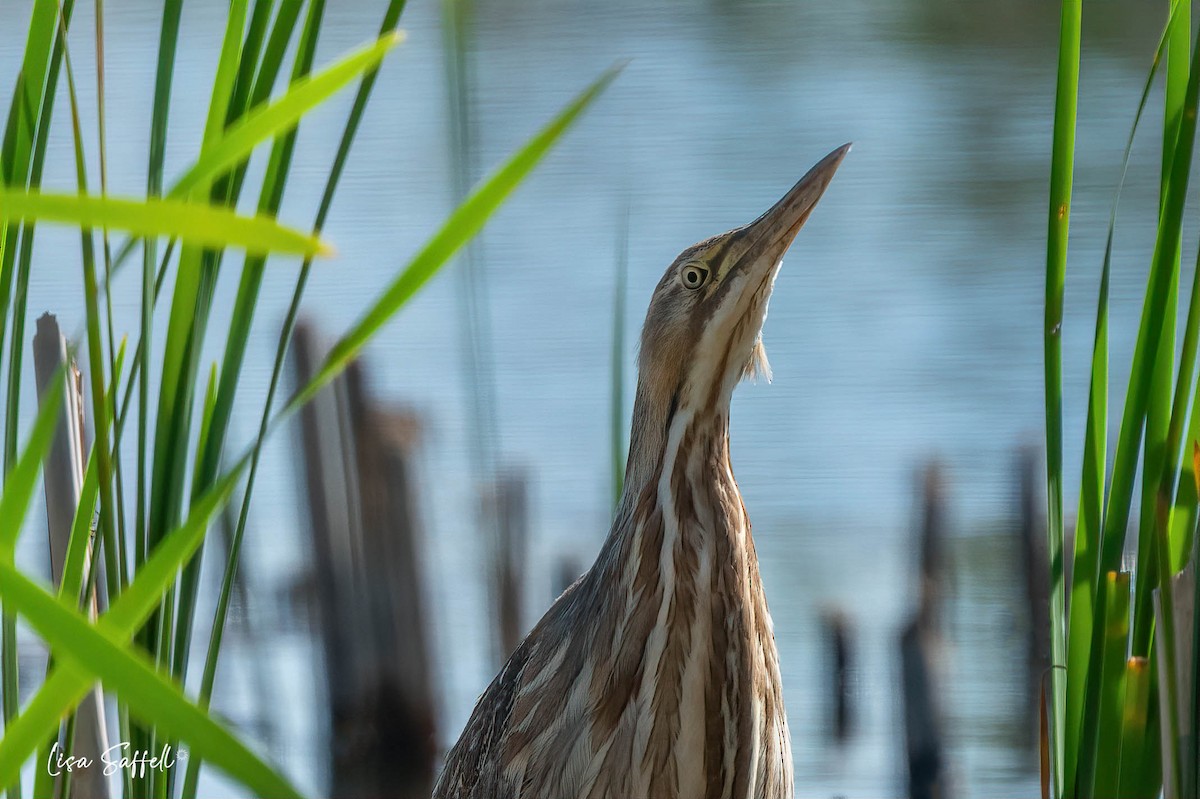 eBird Checklist - 9 May 2023 - Howard Marsh Metropark - 16 species