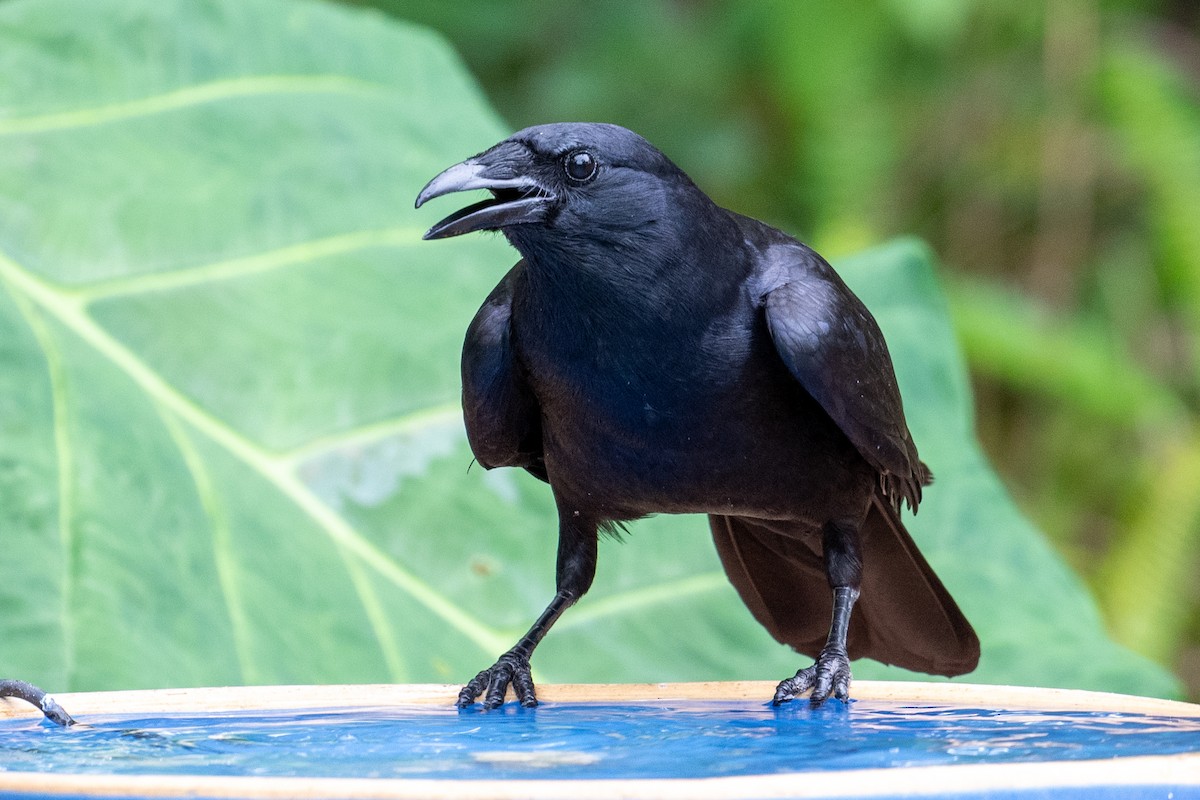 eBird Checklist - 9 May 2023 - stakeout Lesser Goldfinch, Ocala - 2023 ...