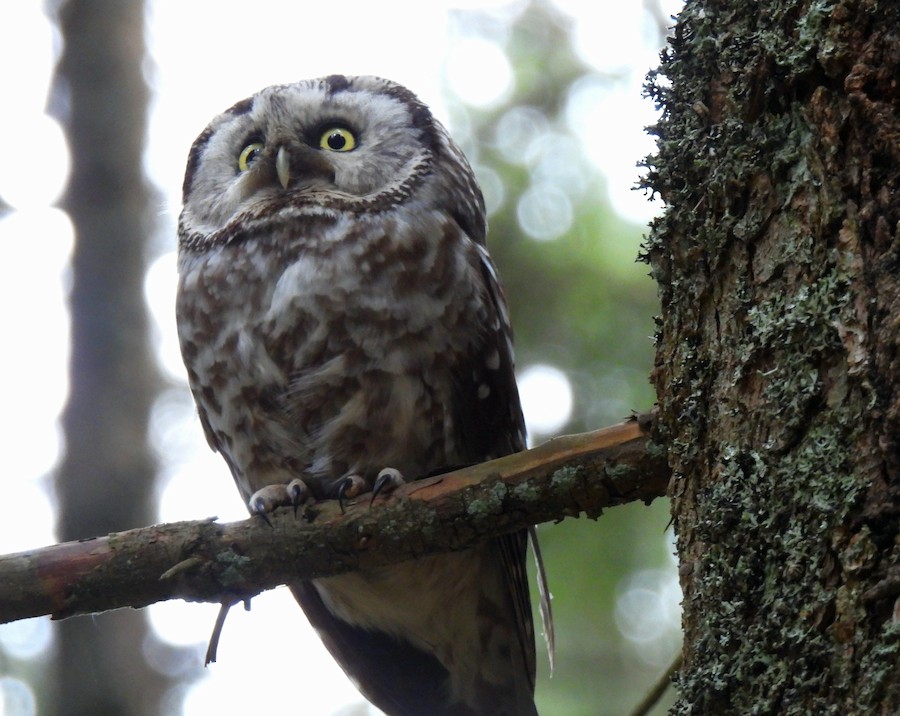 Boreal Owl (Tengmalm's) - eBird