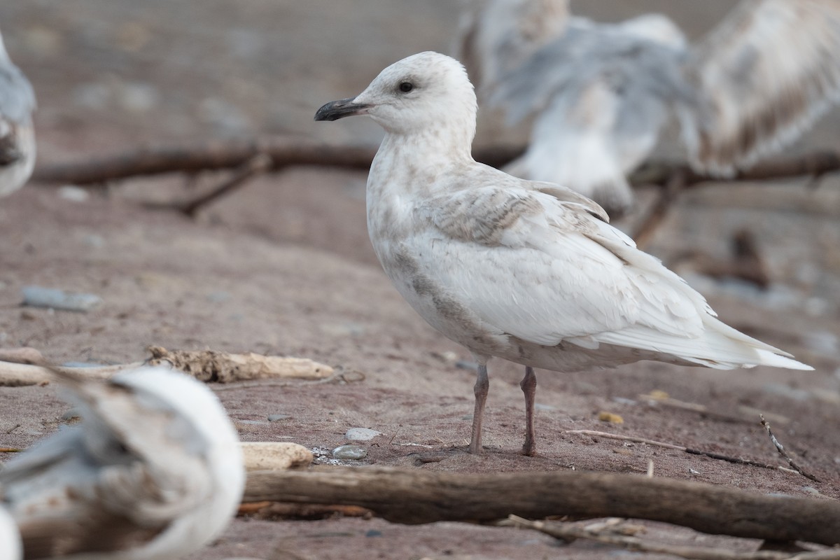ML569818981 - Iceland Gull - Macaulay Library