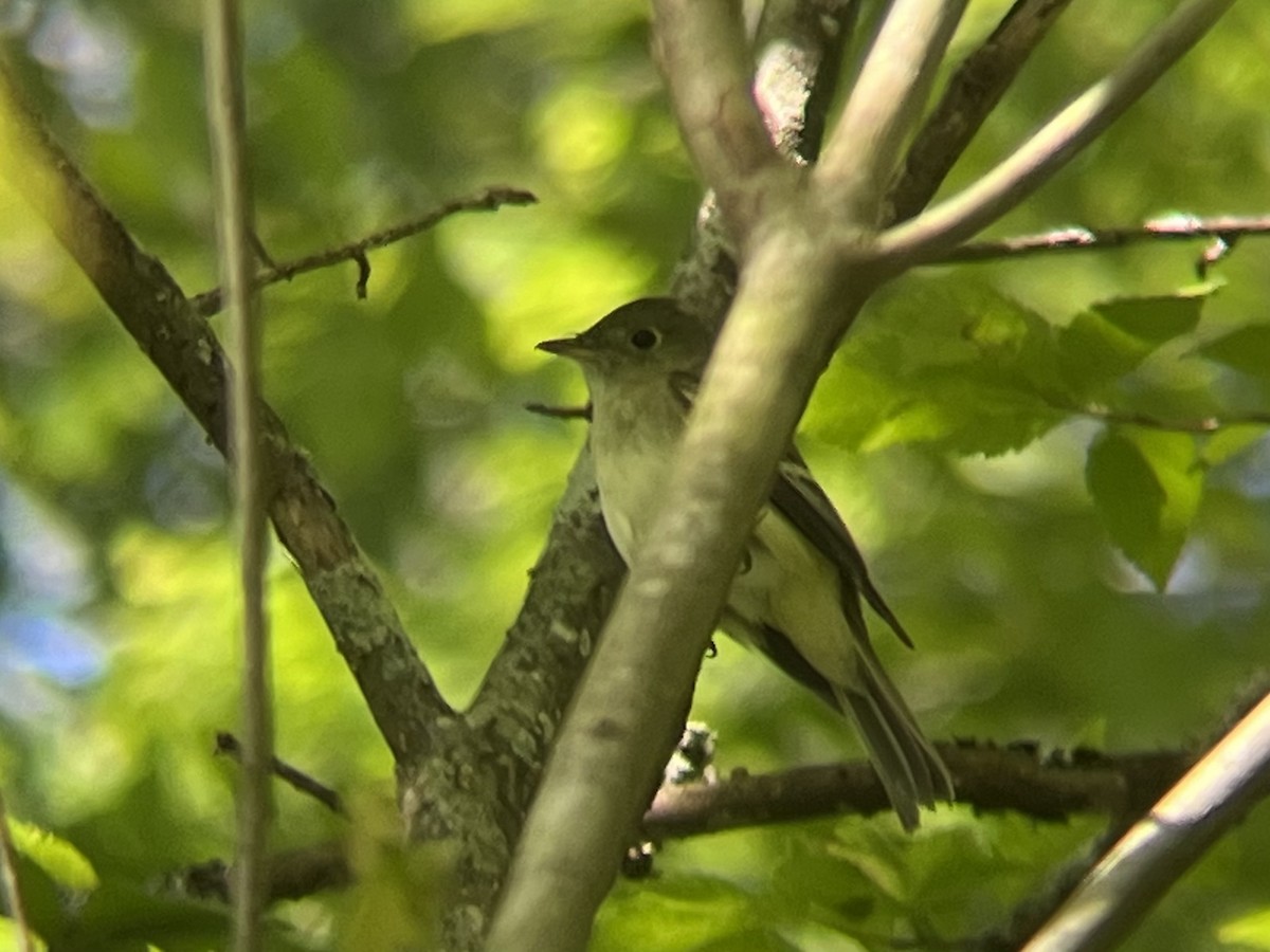 eBird Checklist - 10 May 2023 - Fants Grove Wildlife Management Area ...