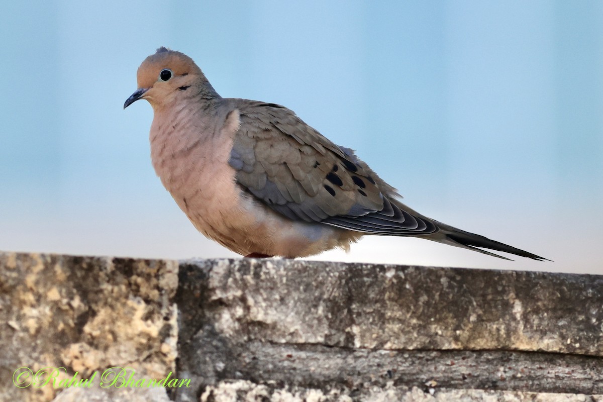 eBird Checklist - 28 Apr 2023 - TownePlace Suites by Marriott, 900 West ...