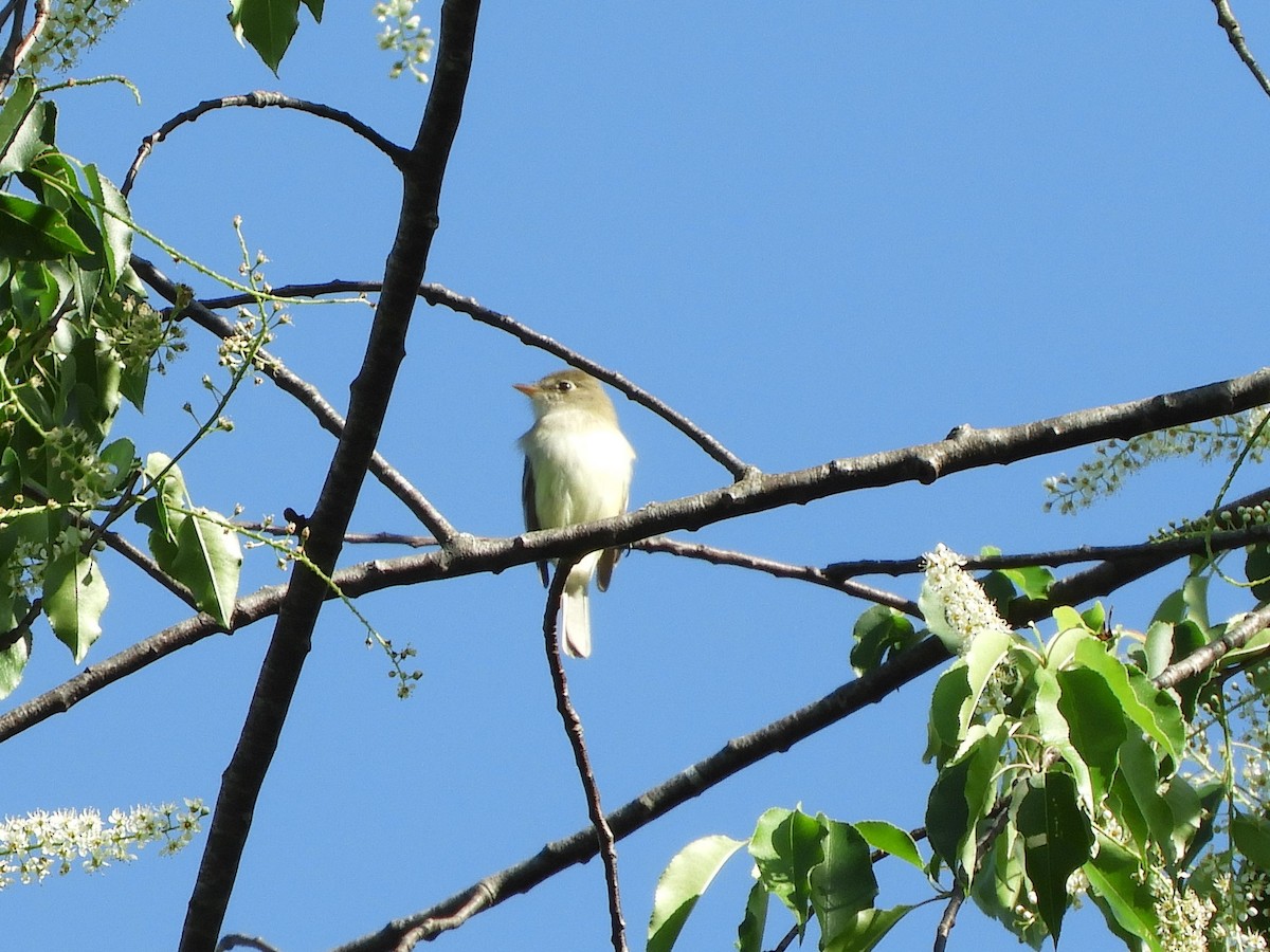 eBird Checklist - 10 May 2023 - Halifax Dr - 24 species