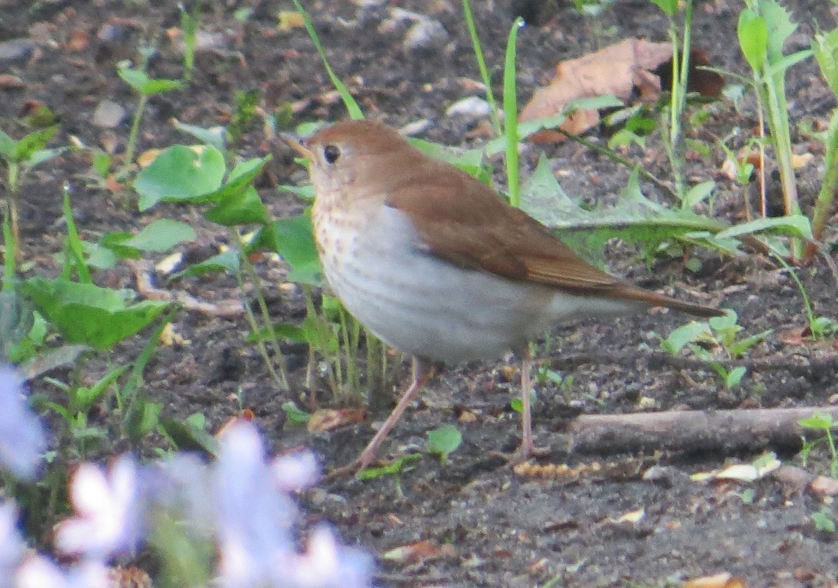 eBird Checklist - 10 May 2023 - Purdue University--Martell Forest - 77 ...
