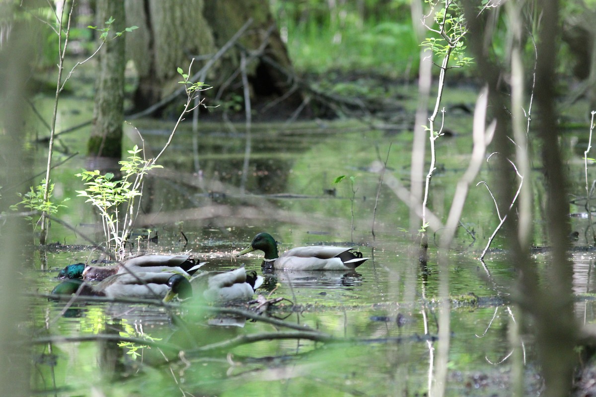 eBird Checklist - 10 May 2023 - Pearson park - 25 species