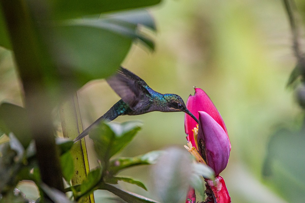 eBird Checklist - 10 May 2023 - Galeria de Colibrí y Soda Cinchona - Mirador San Fernando - 31 ...