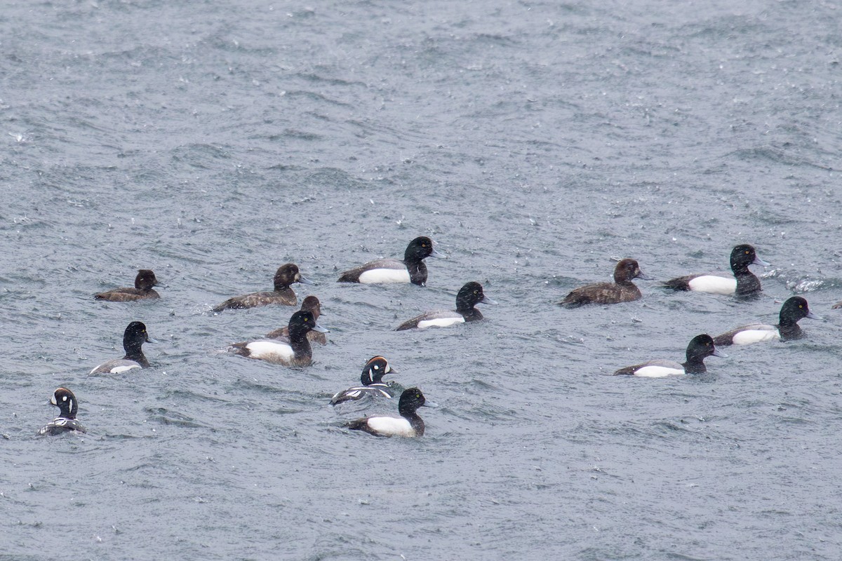 eBird Checklist - 7 May 2023 - Dutch Harbor--Summer Bay Road - 15 species