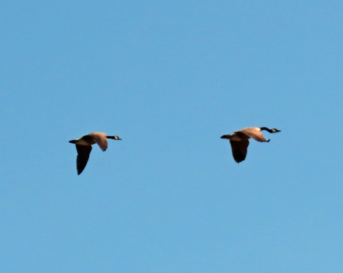eBird Checklist - 11 May 2023 - Rickreall Creek Trail System - 35 species