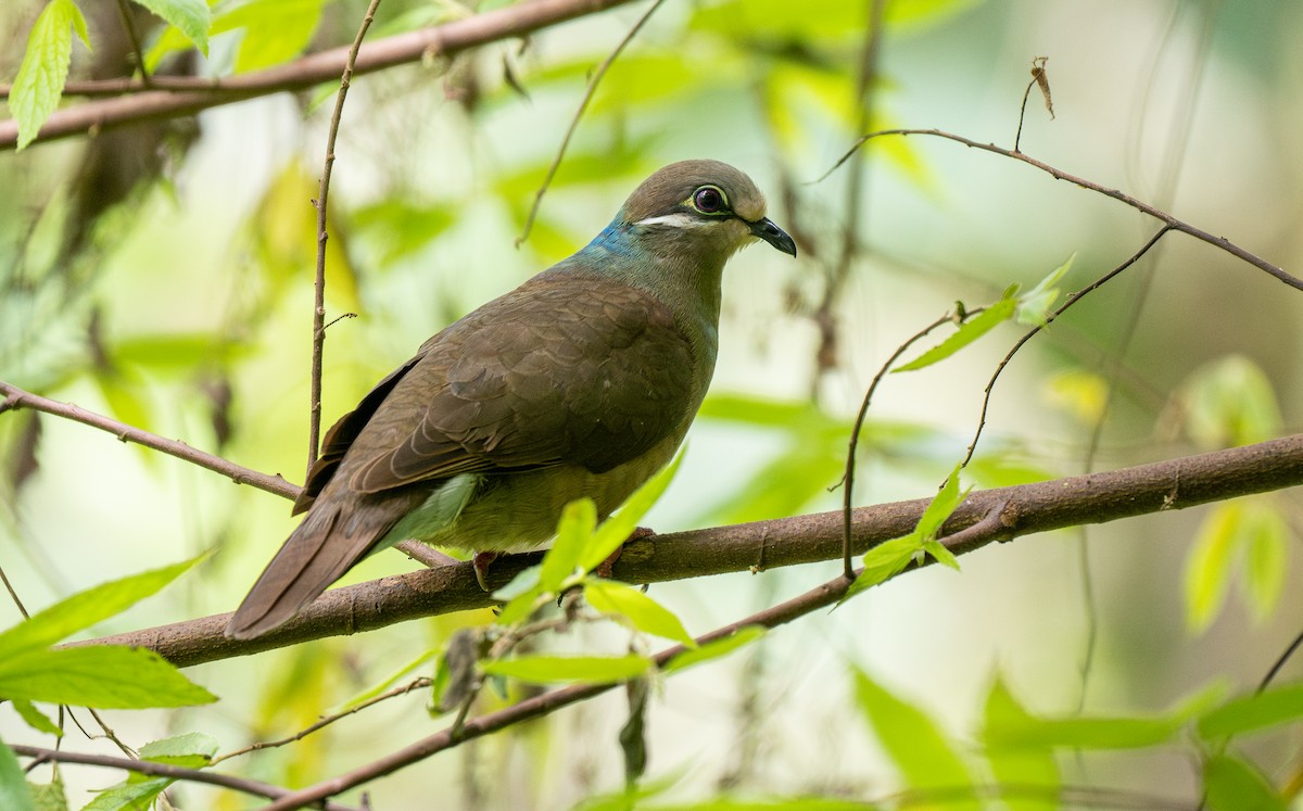 ML570490231 - White-eared Brown-Dove (Short-billed) - Macaulay Library