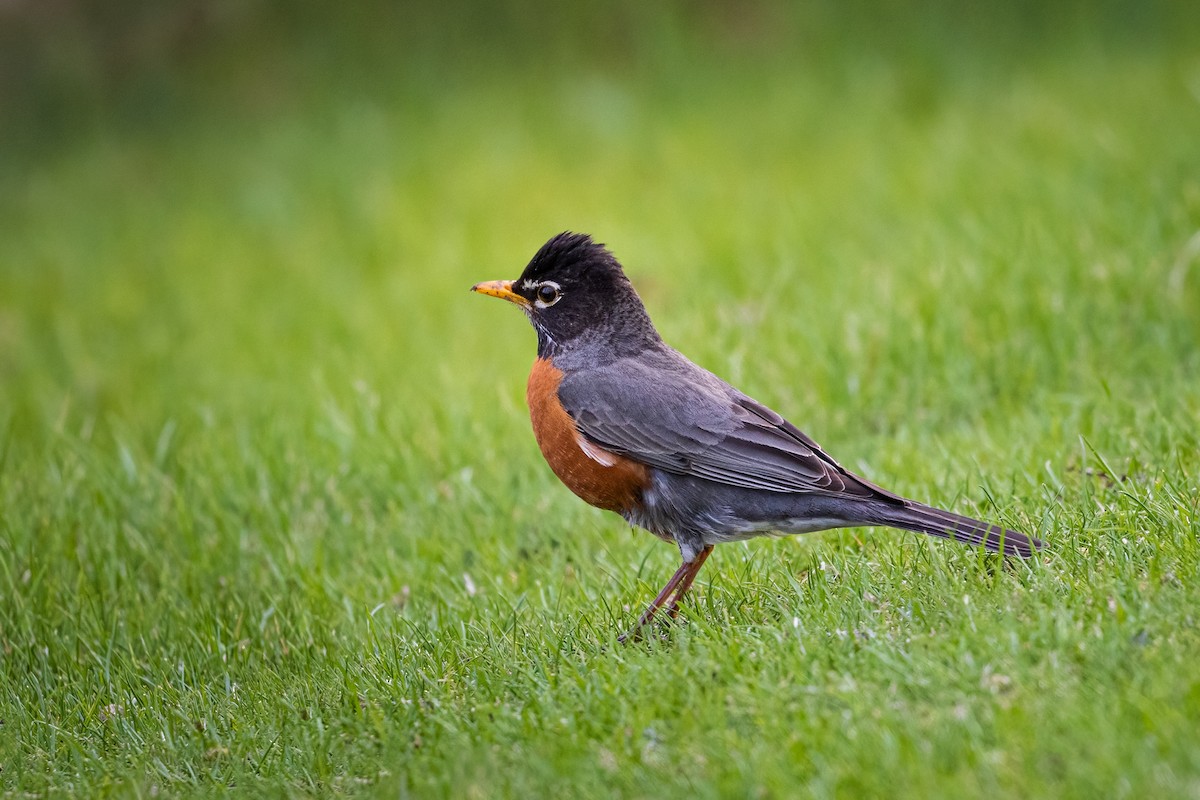 eBird Checklist - 11 May 2023 - Edmonton--Research Park - 9 species
