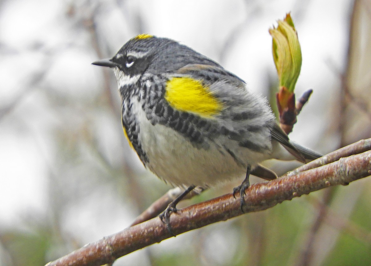 eBird Checklist - 12 May 2023 - Hartlen Point - 36 species (+1 other taxa)