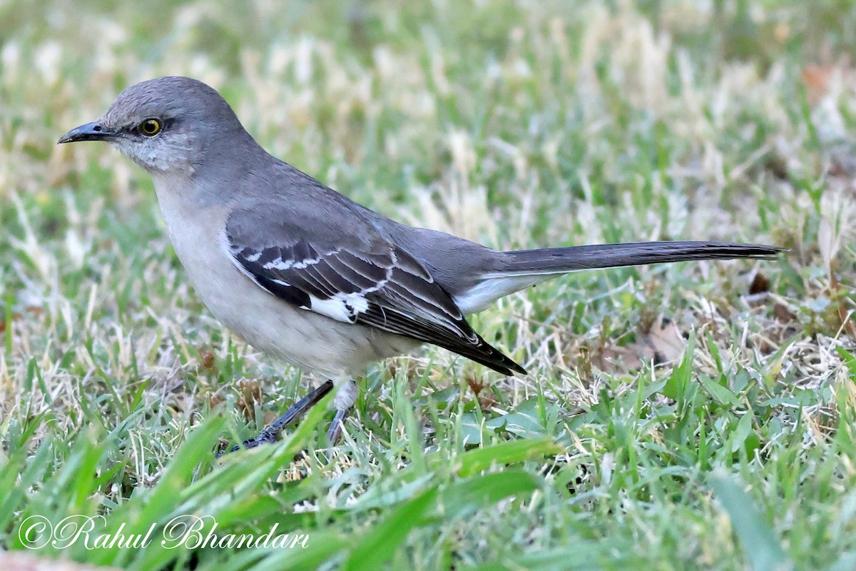 ML570826241 - Northern Mockingbird - Macaulay Library