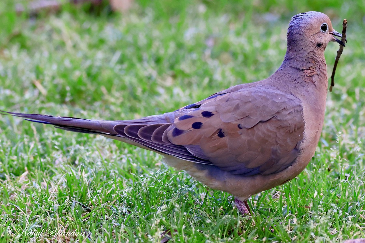 eBird Checklist - 30 Apr 2023 - TownePlace Suites by Marriott, 900 West ...