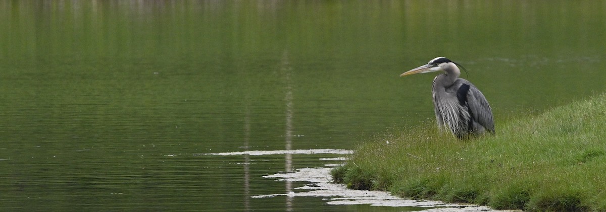 eBird Checklist - 13 May 2023 - Chicago Botanic Garden, Glencoe US-IL ...