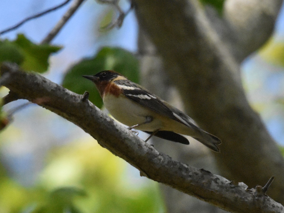 eBird Checklist - 13 May 2023 - Manomet Conservation Sciences - 41 species