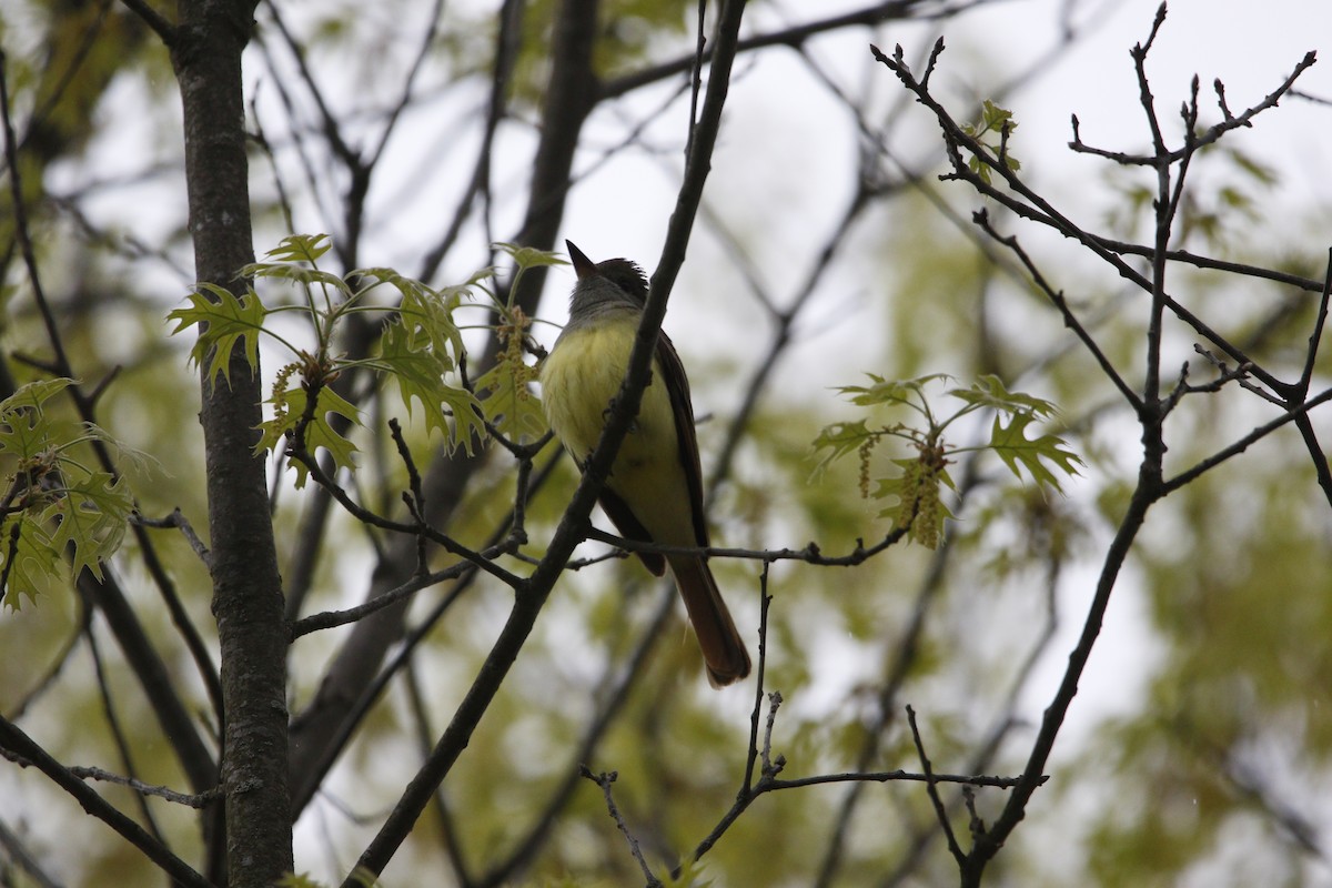 eBird Checklist - 13 May 2023 - Haymarsh SGA--Haymarsh Campground - 77 ...
