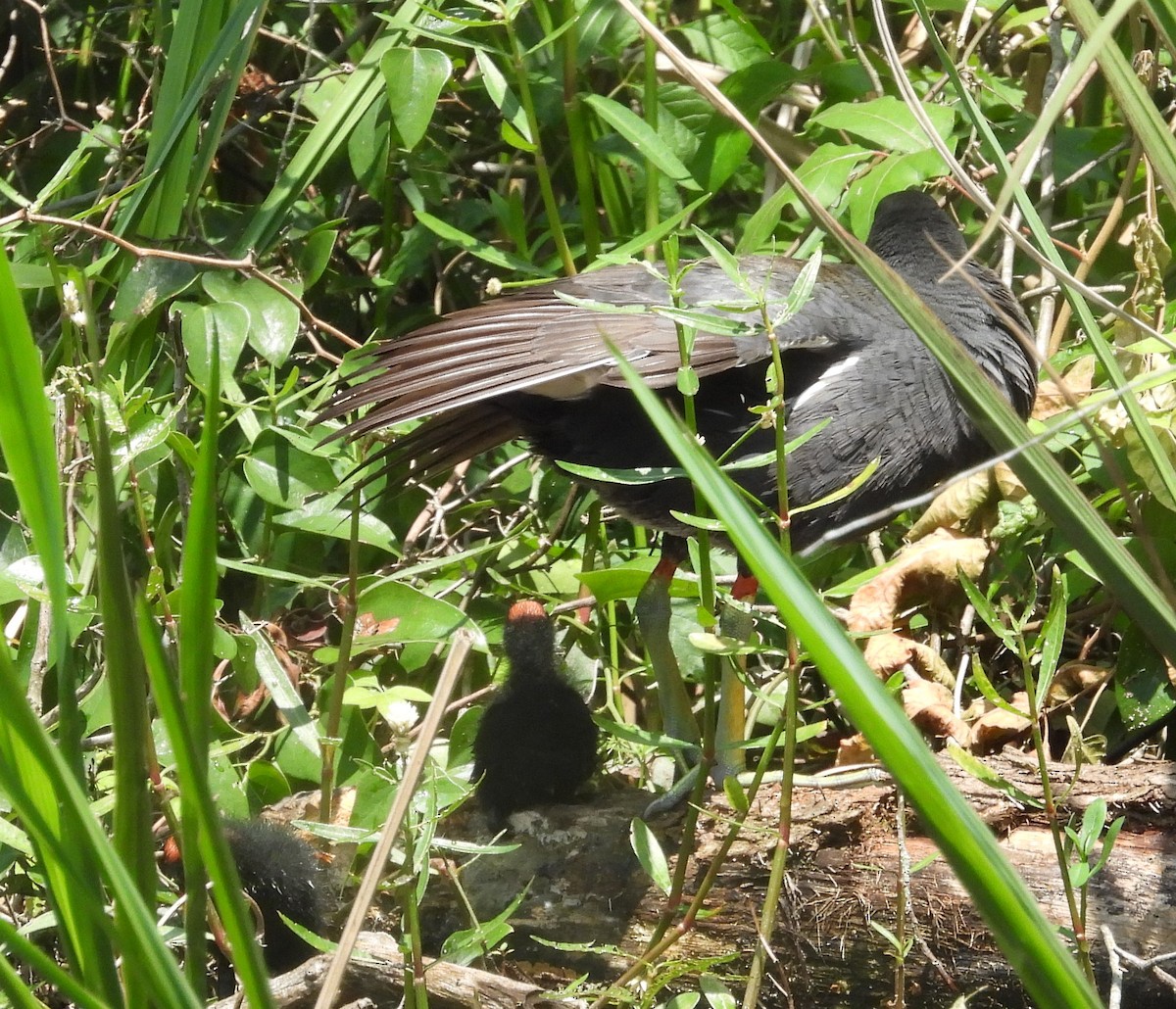 eBird Checklist - 14 May 2023 - Chickasaw Ponds - 37 species