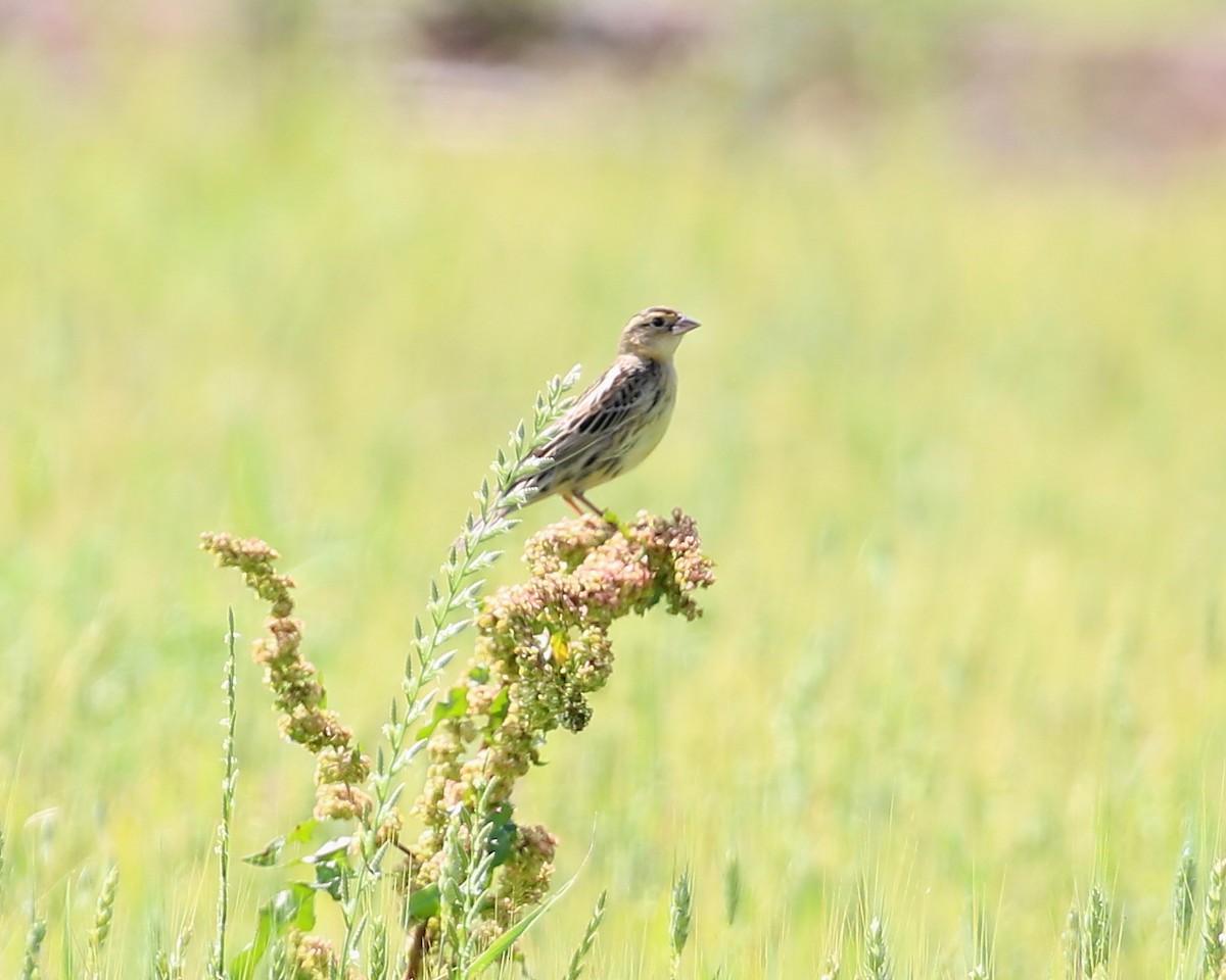 eBird Checklist - 13 May 2023 - Mississippi State Extension Office - 11 ...