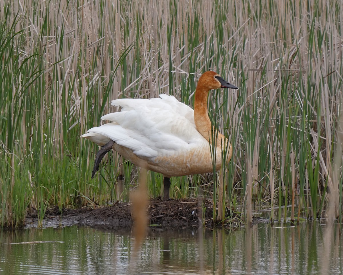 eBird Checklist - 12 May 2023 - Ottawa NWR--Wildlife Drive (Ottawa Co ...
