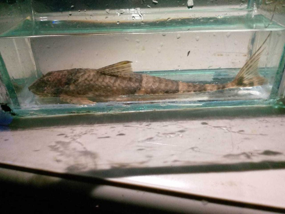 ML572334351 - Fish sp. - Macaulay Library