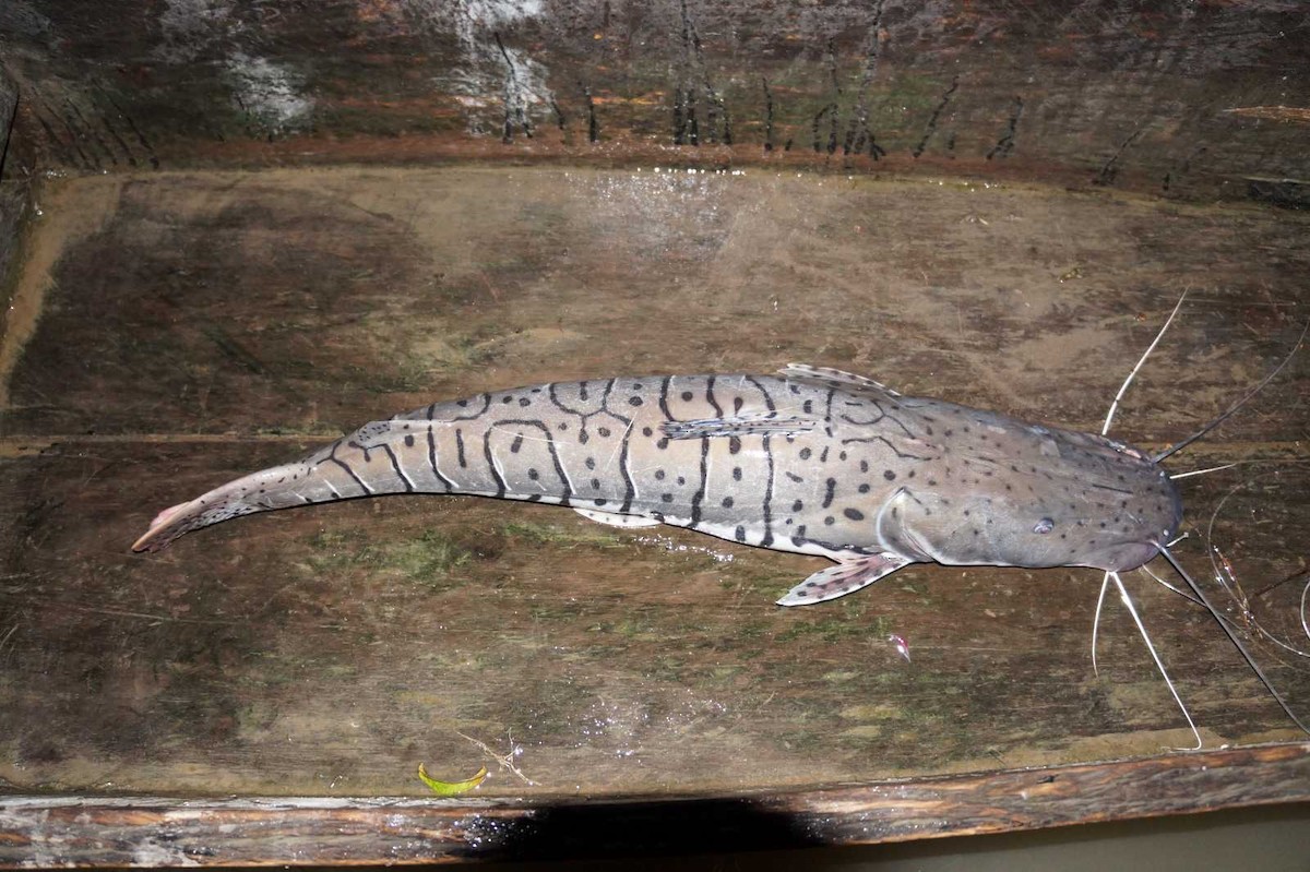 ML572339451 - Fish sp. - Macaulay Library