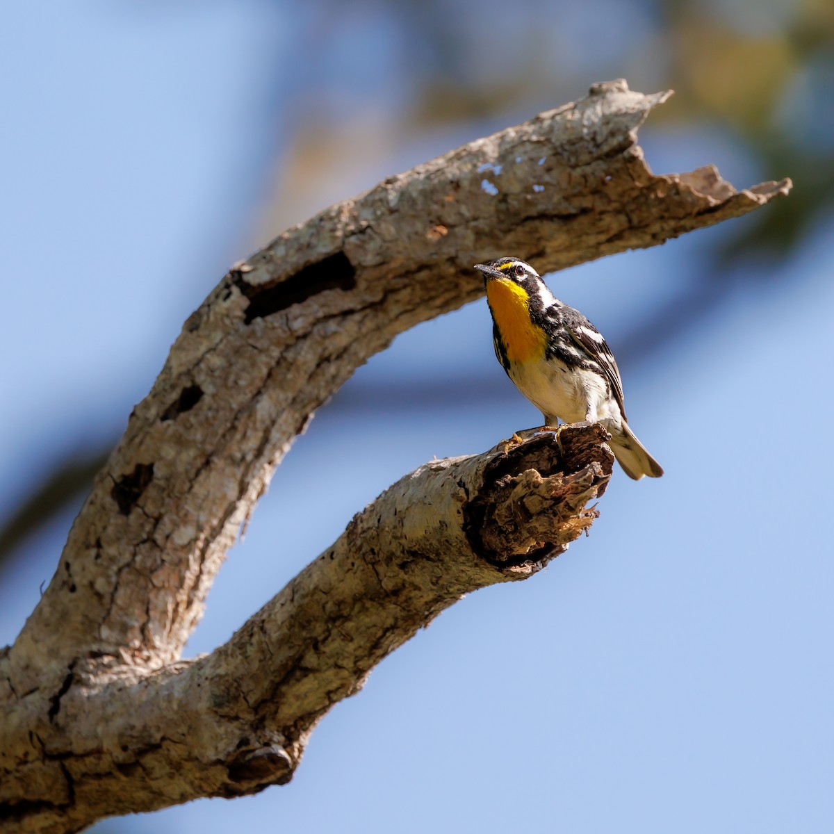 eBird Checklist - 15 May 2023 - GTM NERR--Yellow Trail - 20 species