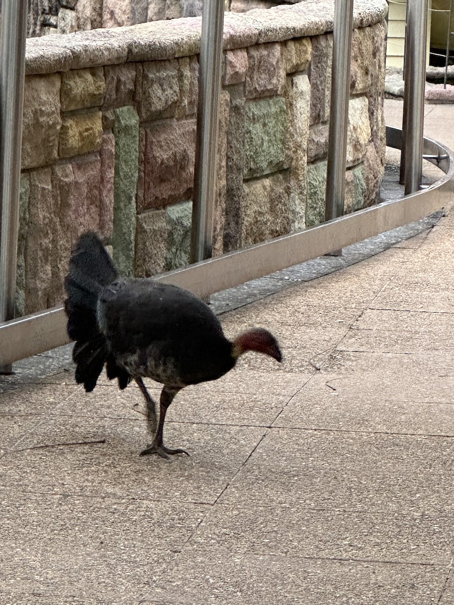 ML572558291 - Australian Brushturkey - Macaulay Library