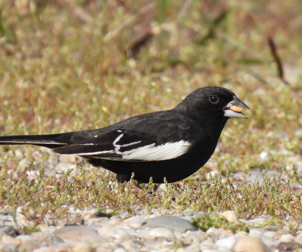 ML572624361 - Lark Bunting - Macaulay Library