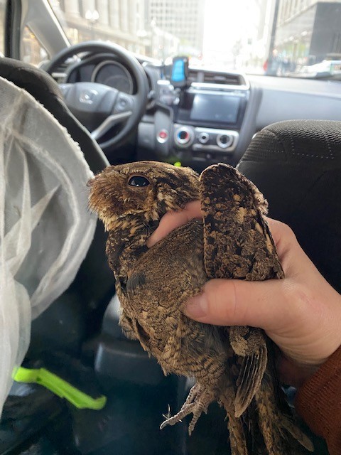 eBird Checklist - 15 May 2023 - 135 S LaSalle St, Chicago, IL - 1 species