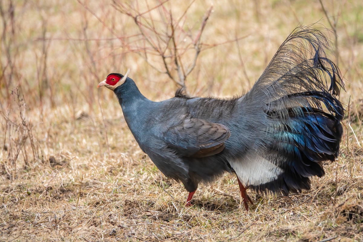 ML573039771 - Blue Eared-Pheasant - Macaulay Library