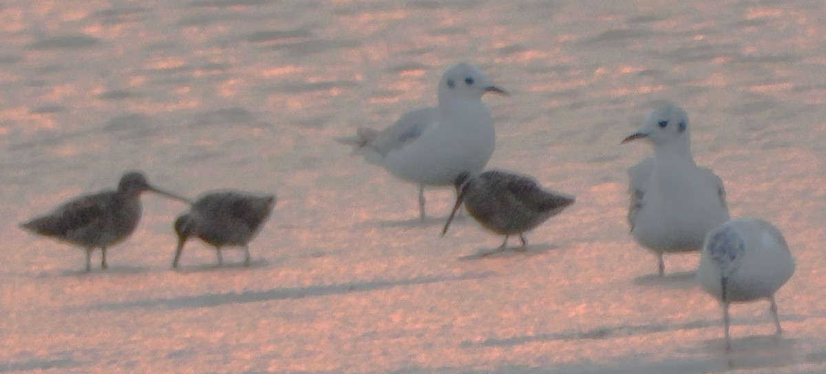 eBird Checklist - 16 May 2023 - Tomahawk Trail, Eastham - 30 species