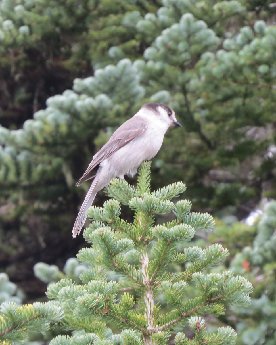 eBird Checklist - 19 Oct 2014 - Mt. Rainier NP--Paradise - 3 species
