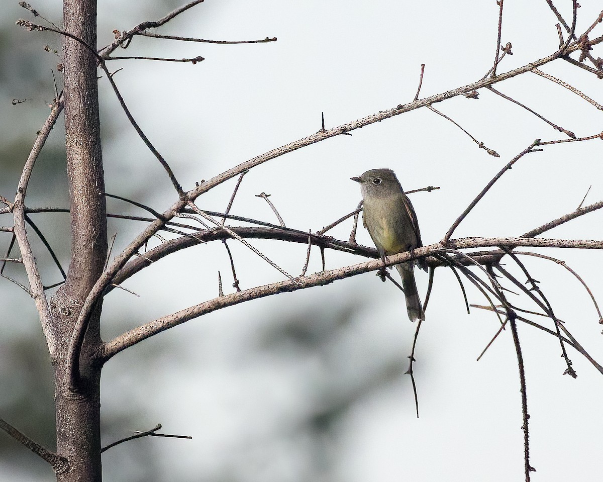 eBird Checklist - 15 May 2023 - Larch Mountain--Spring Migration ...