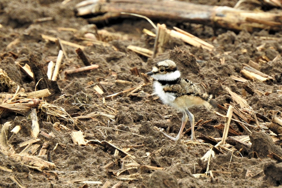 eBird Checklist - 17 May 2023 - Cavalier WMA - 42 species